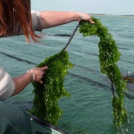 Your Well – De groothandel voor al uw zeekraal en (Europese) zeewier ...